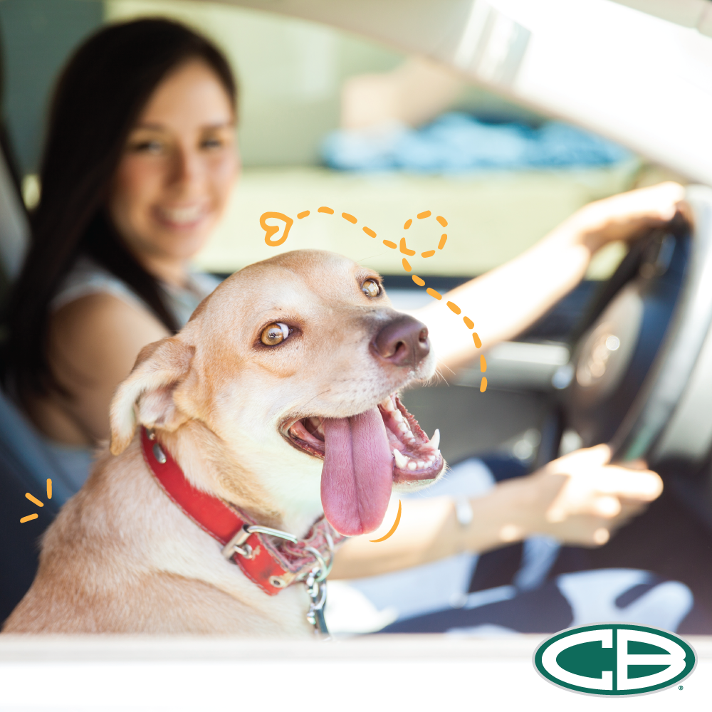 Tips to Keep Your Pet Safe in the Car | Christian Brothers Automotive